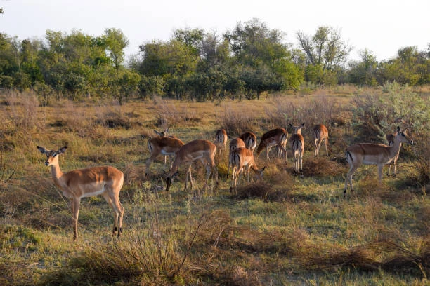 Wildlife Safaris in Jharkhand, India: Explore Nature - Your Trusted ...