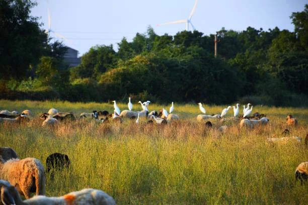 Explore Bagula, West Bengal: Nature, Culture & Tranquility - Your ...