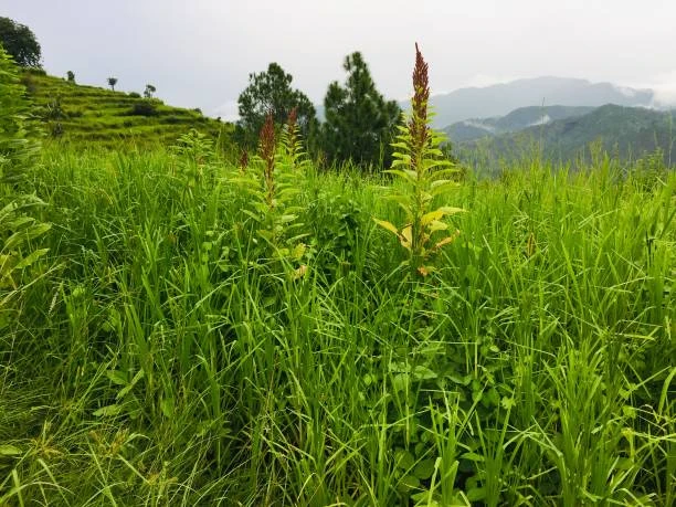 Bassi Pathana, Punjab - Explore Attractions, Culture & Travel Guide ...