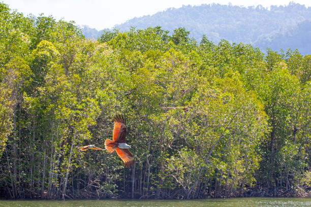 Langkawi Wildlife Park: A Paradise for Nature Lovers - Your Trusted ...