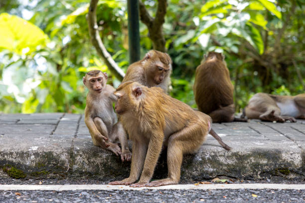Monkey Hill Viewpoint: Panoramic Phuket Views - Your Trusted Travel ...